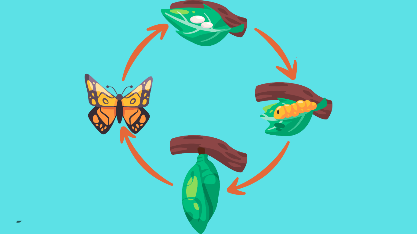 15 Engaging Animal Life Cycle Activities for Kindergarten